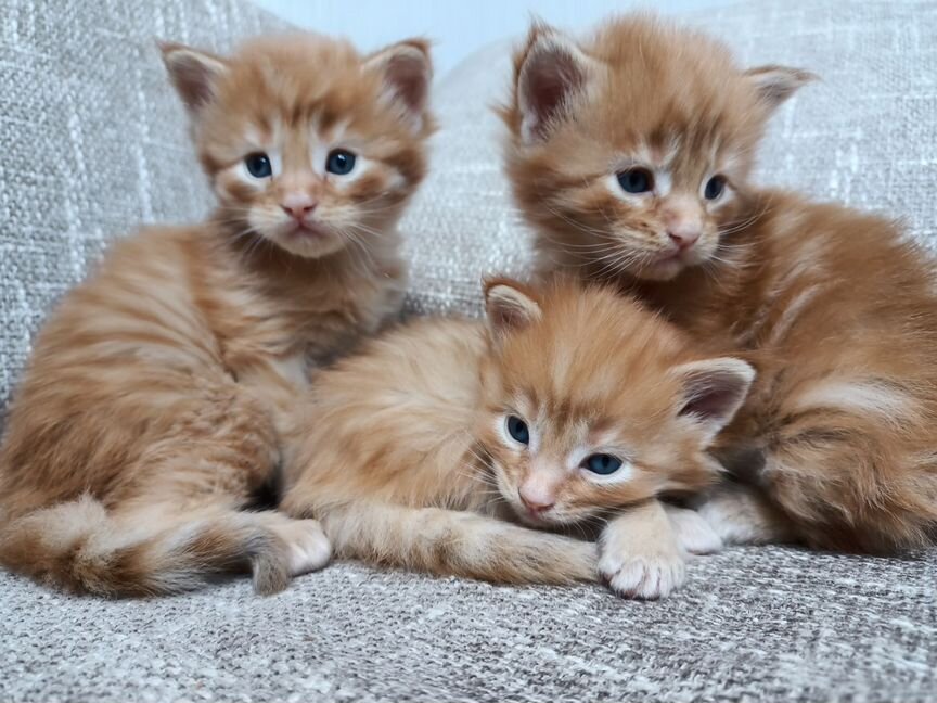 Котята мейн-кун