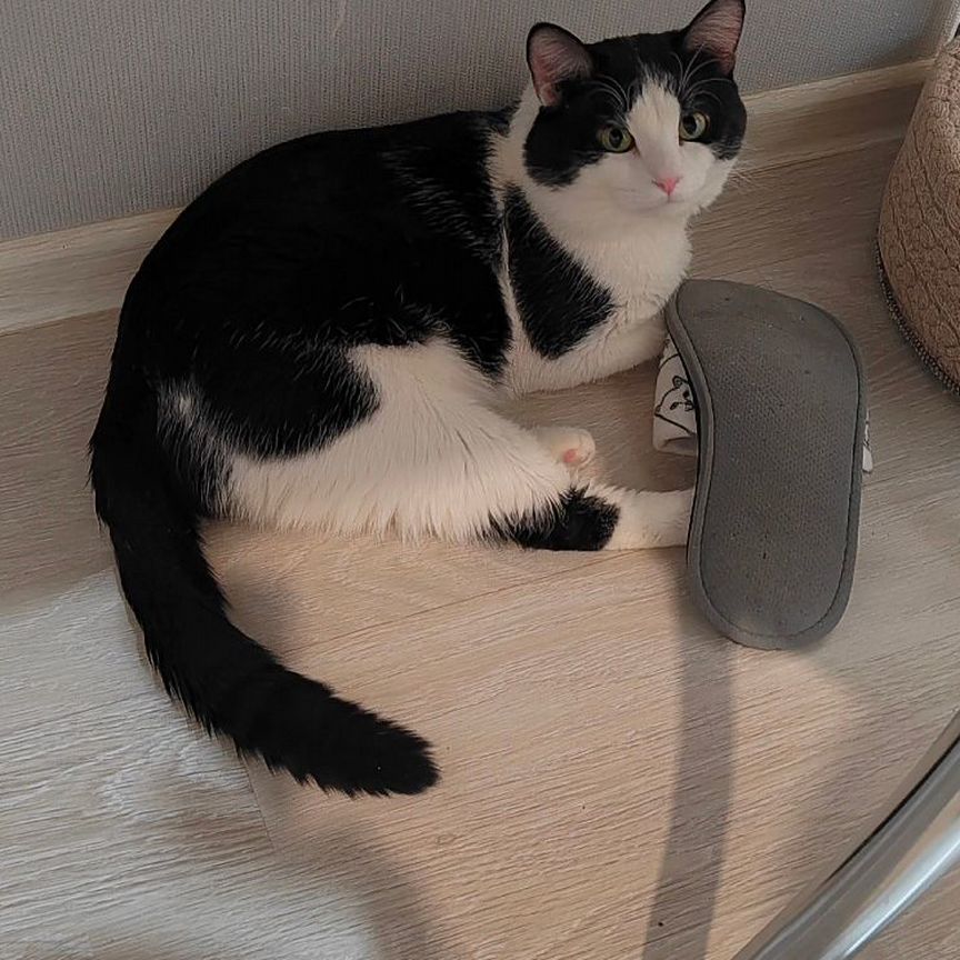 Взрослый кот в добрые руки