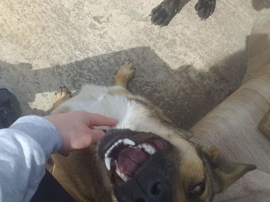 Собака в добрые руки