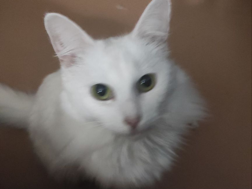 Кошка турецкая ангора