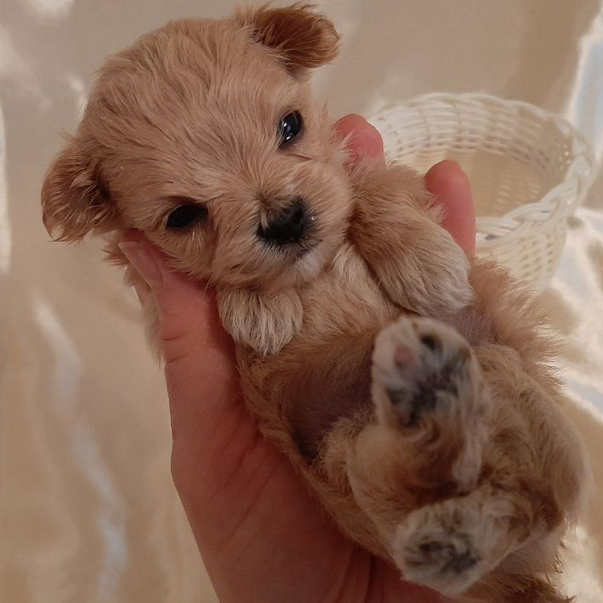 Мальтипу, щенок