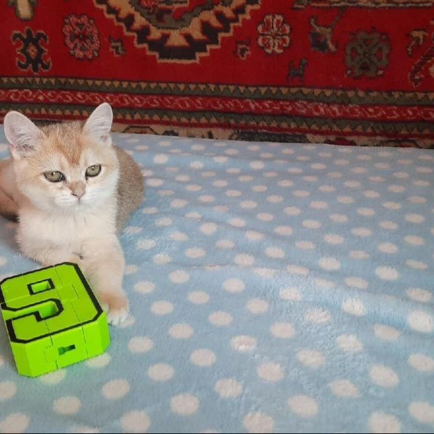 Очаровашка