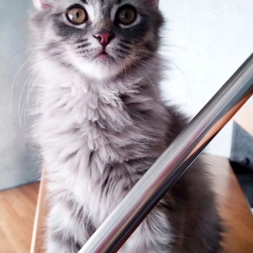 Котята в дар