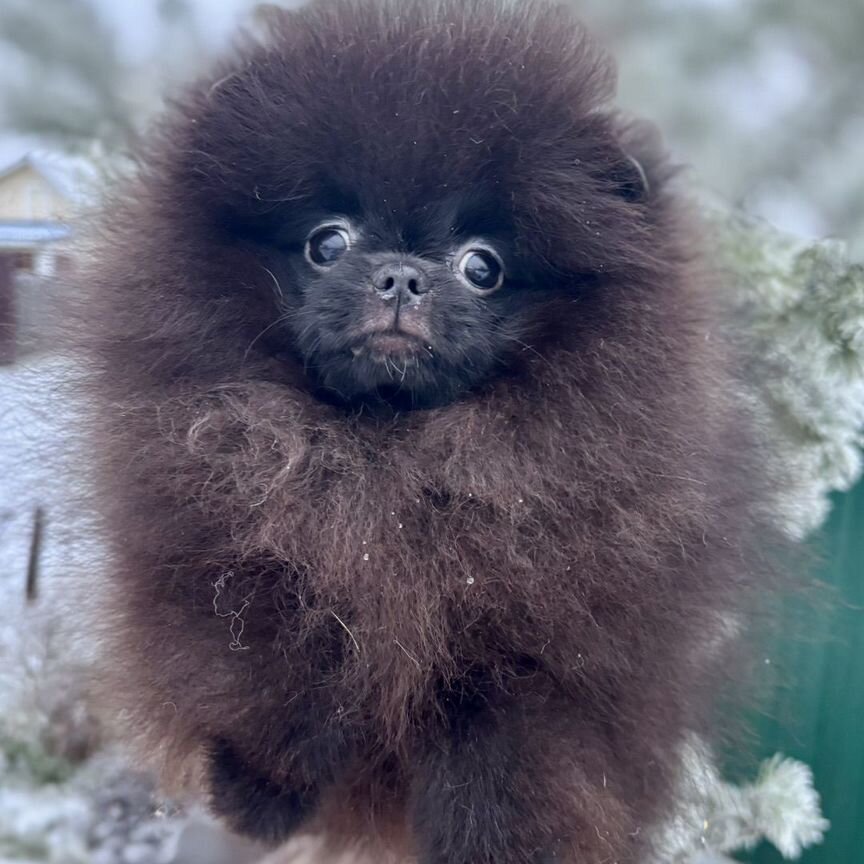 Померанский шпиц, щенок