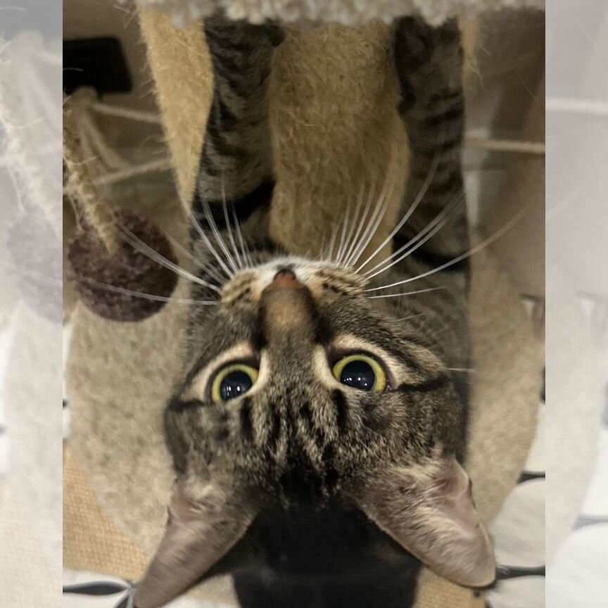 Европейская короткошёрстная, взрослая кошка