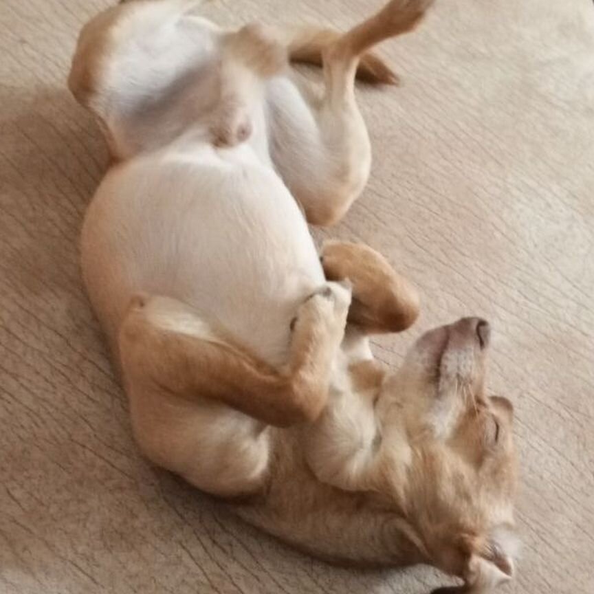 Русский той-терьер, взрослая собака