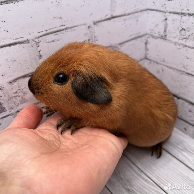 Морская свинка калифорния, мальчик