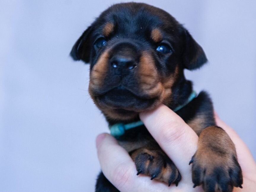 Щенки добермана в Спб