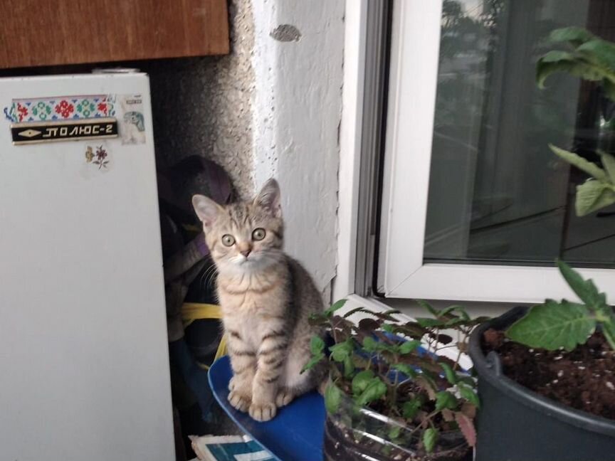 Продам котенка