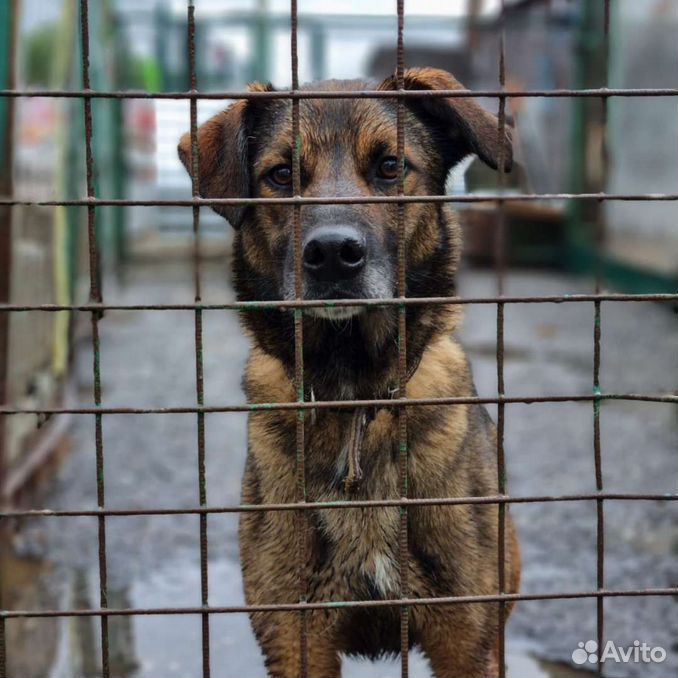 Собака Дружок ищет друга