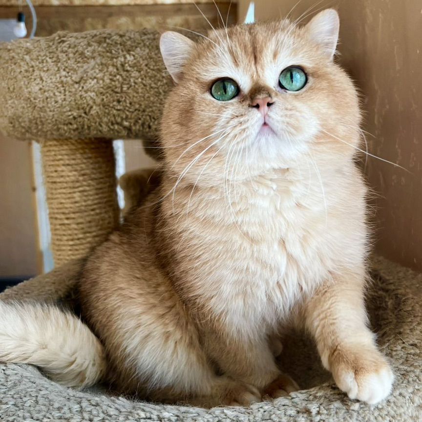 Британский короткошёрстный, взрослый кот