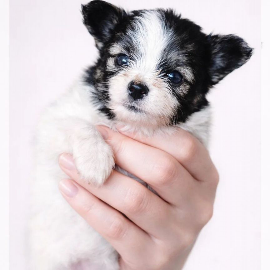 Континентальный той-спаниель папильон, щенок