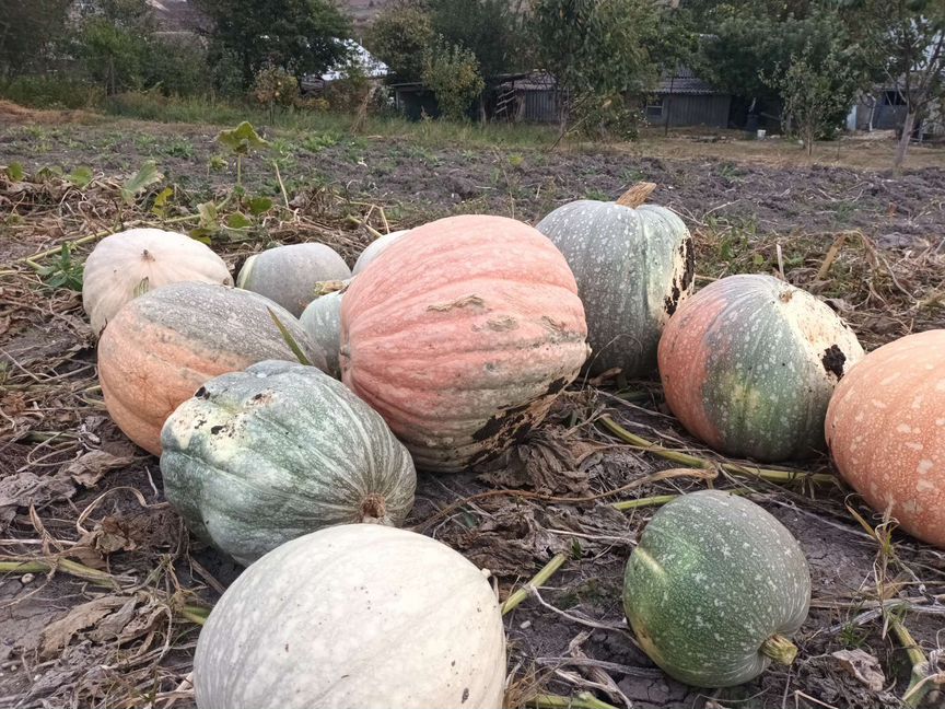 Тыква кормовая