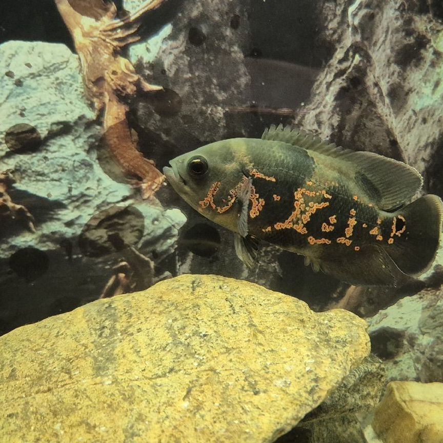 Астронотус