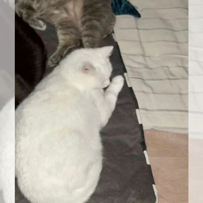 Белогокота и кошку приютМой преданный и верный др