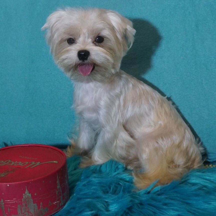 Мальчик мелкий стандарт