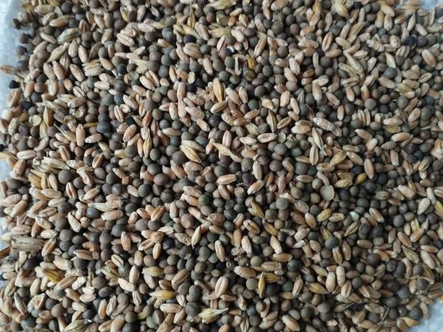 Семена Вика + пшеница