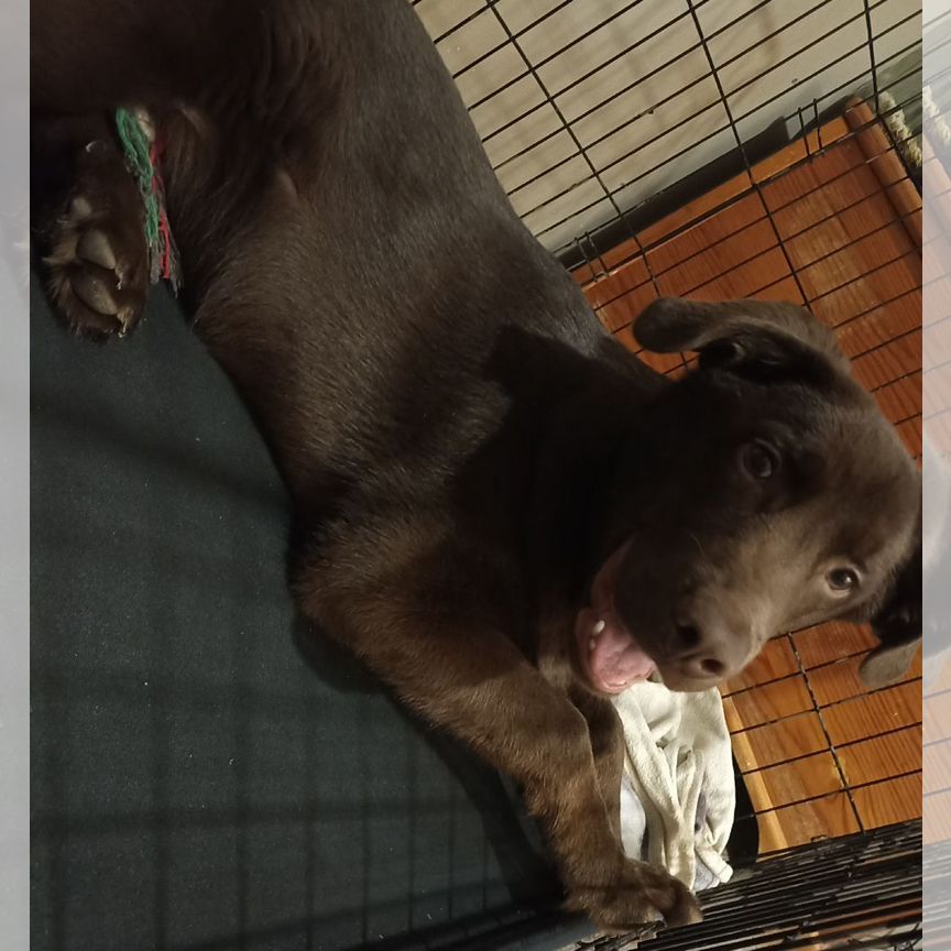 Лабрадор-ретривер, щенок