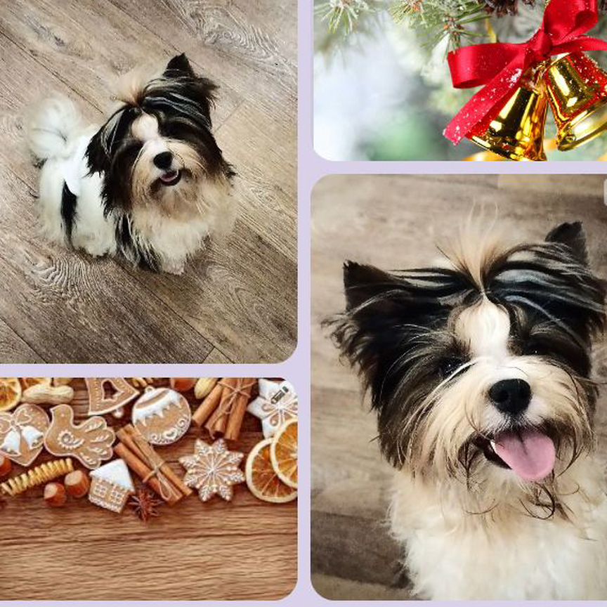 Бивер-йоркширский терьер, взрослая собака