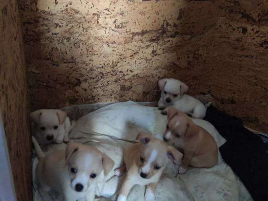 С Р О Ч Н О чихуахуа мальчик чихуахуа крем мини