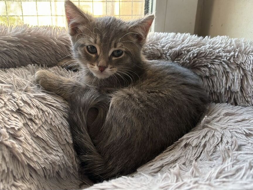 Котёнок Патрик в добрые руки