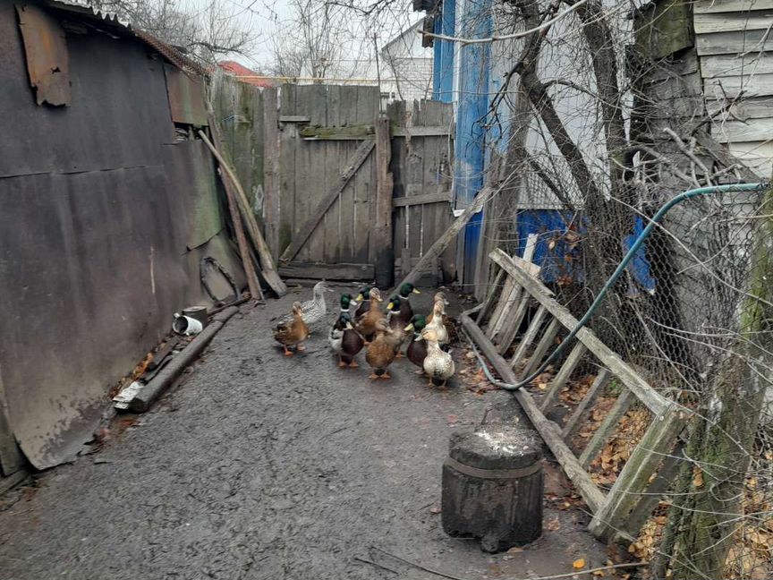 Утки подсадные кряквы, для охоты