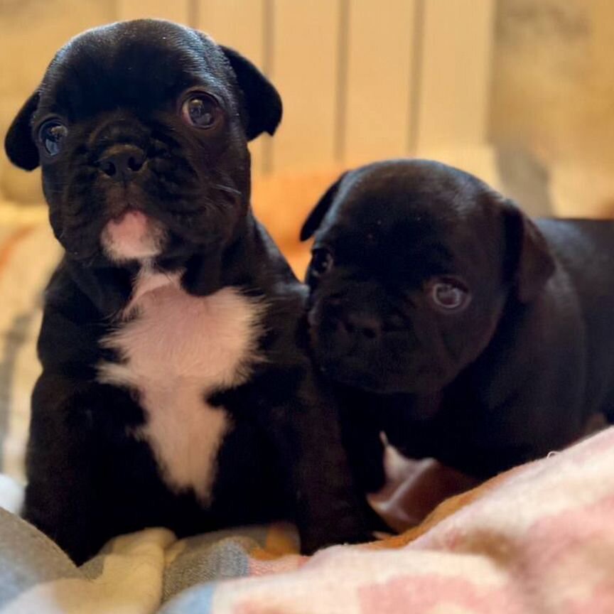 Французский бульдог, щенок