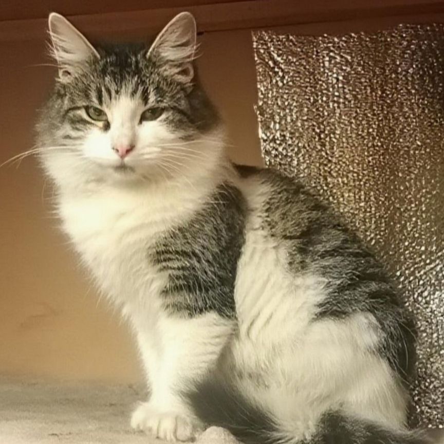 Котёнок от частного владельца