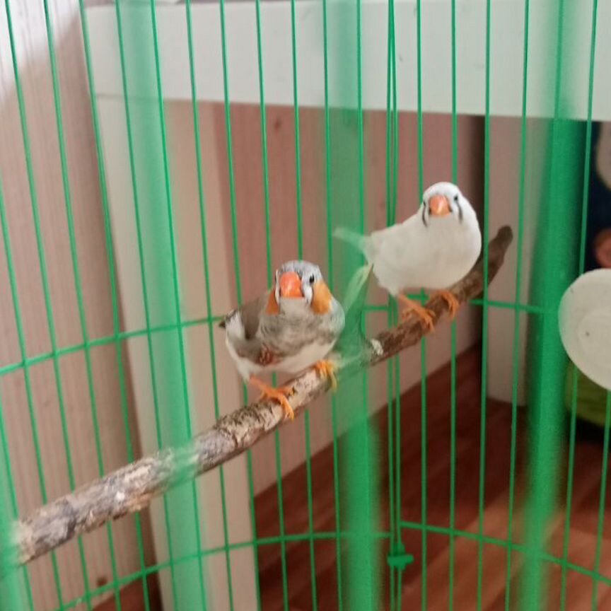 Амадины
