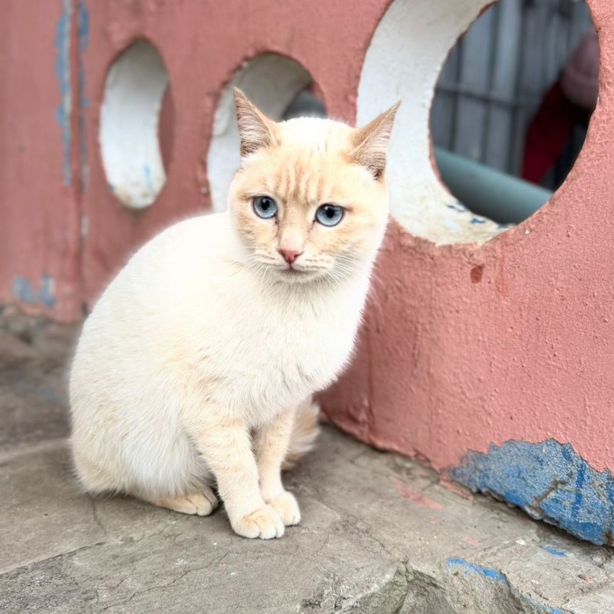 Кошка в добрые руки
