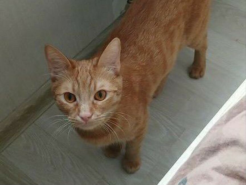 Котенку грозит улица
