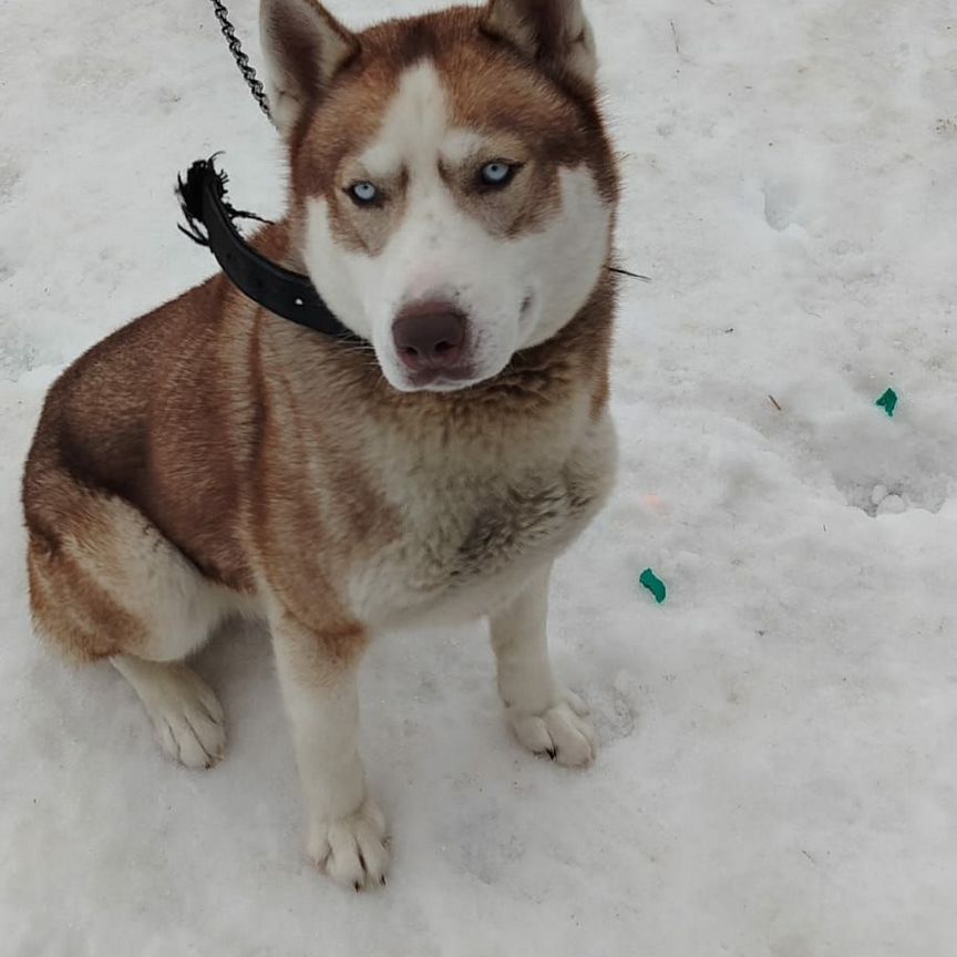 Сибирский хаски в добрые руки