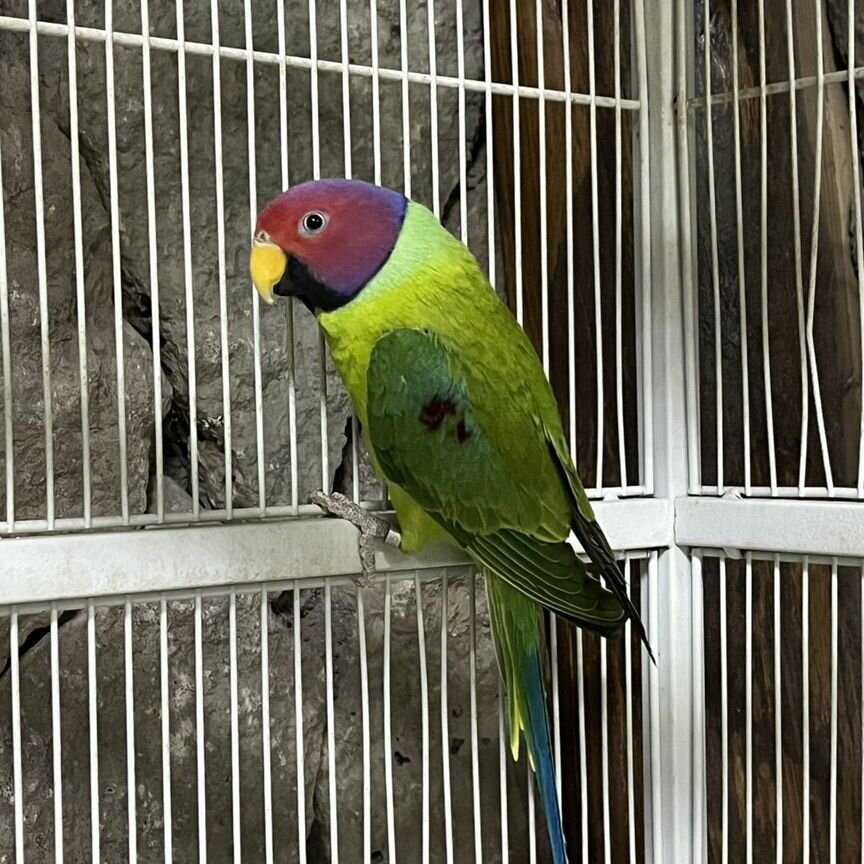 Сливоголовый Попугай