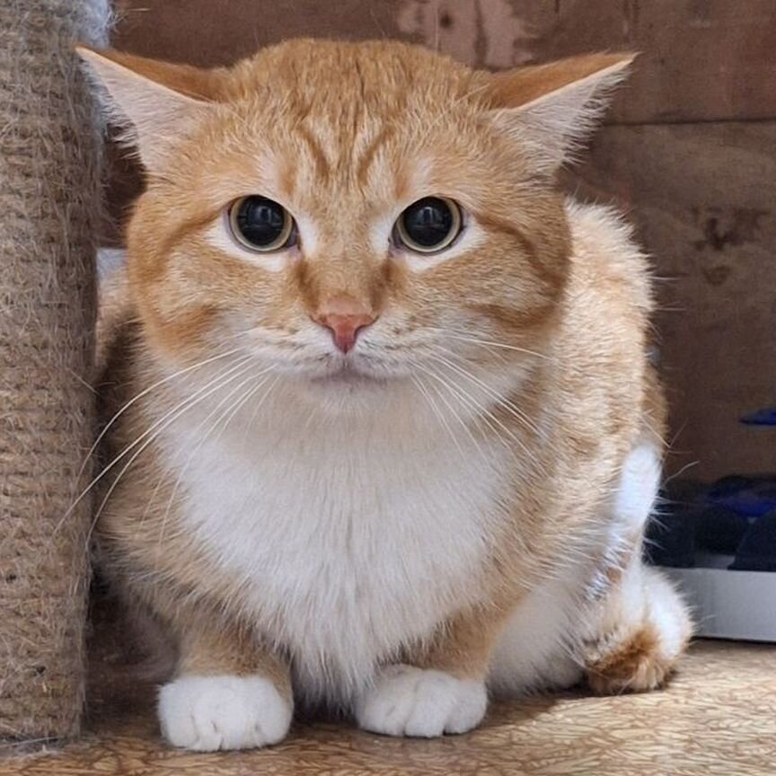 Кот Лис