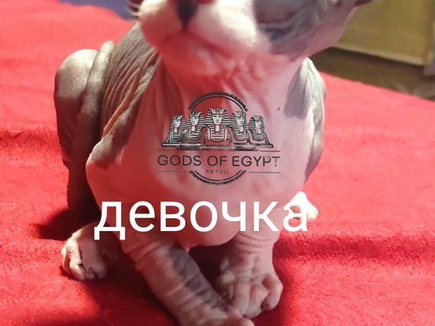 Канадский сфинкс