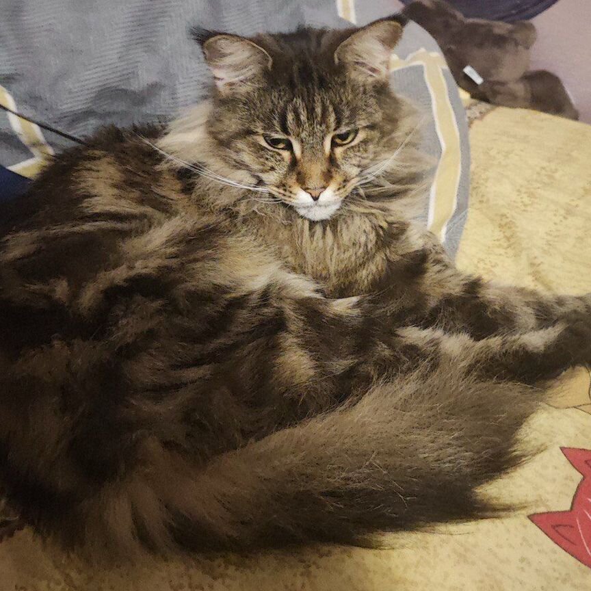 Мейн-кун котёнок