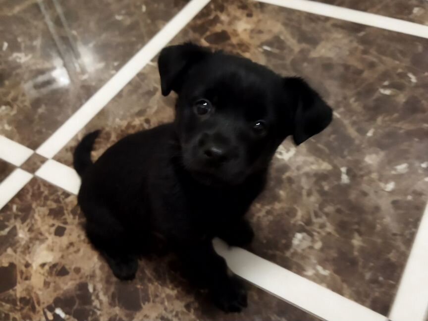 Щенок помесь чихуахуа мальчик бесплатно