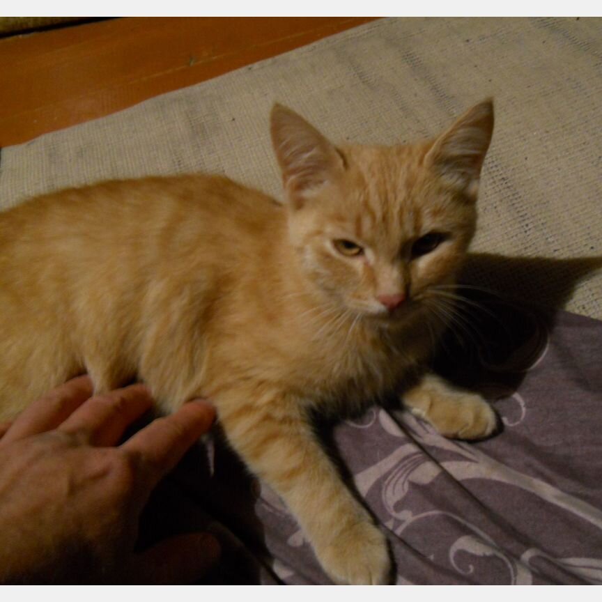 Отдается рыжий котенок