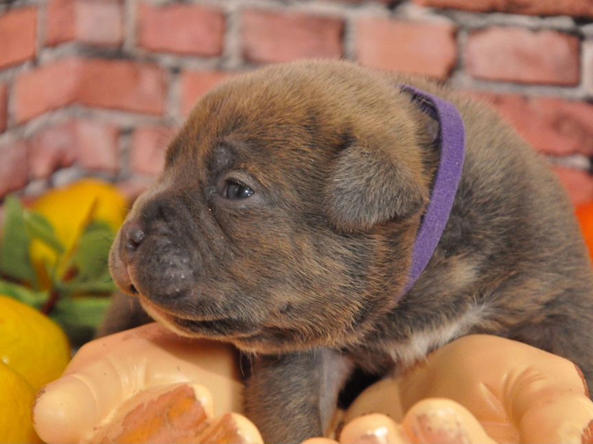 Американский булли покет