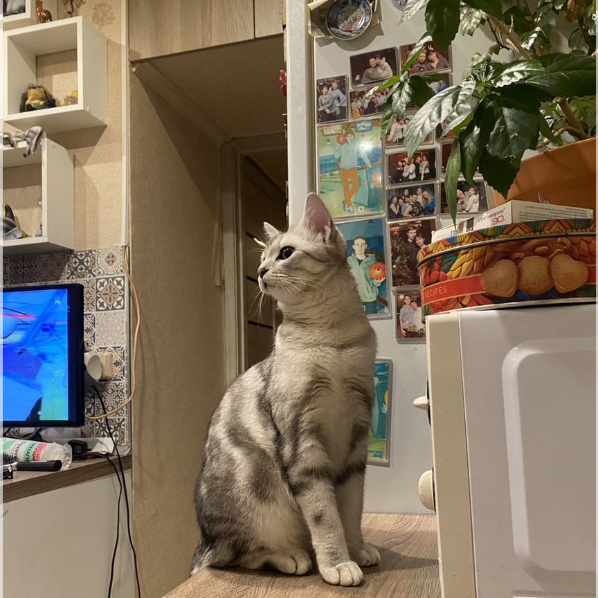 Британская короткошёрстная кошка, вязка