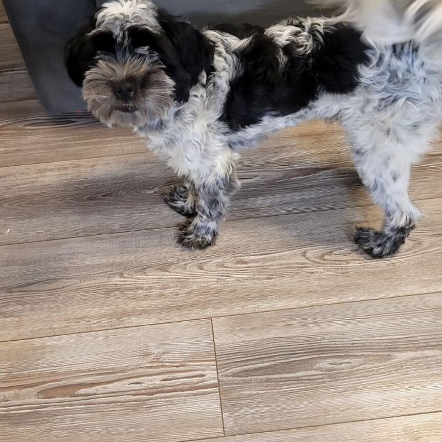 Отдам в добрые руки болонку