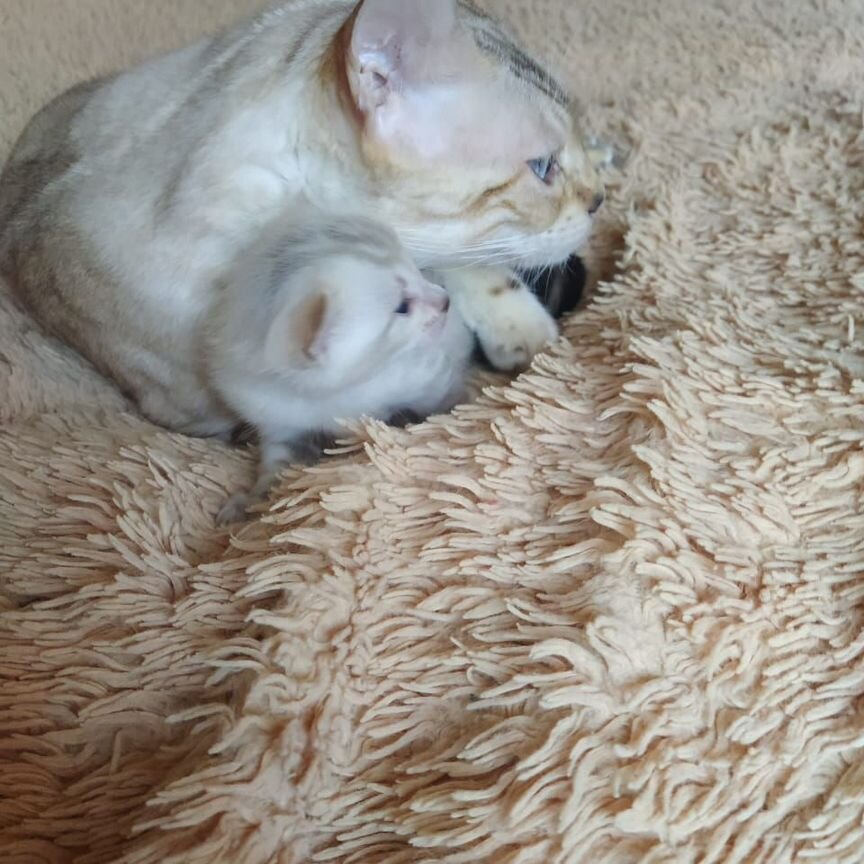 Бенгальские котята