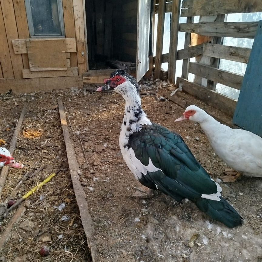 Семья уток мускусных