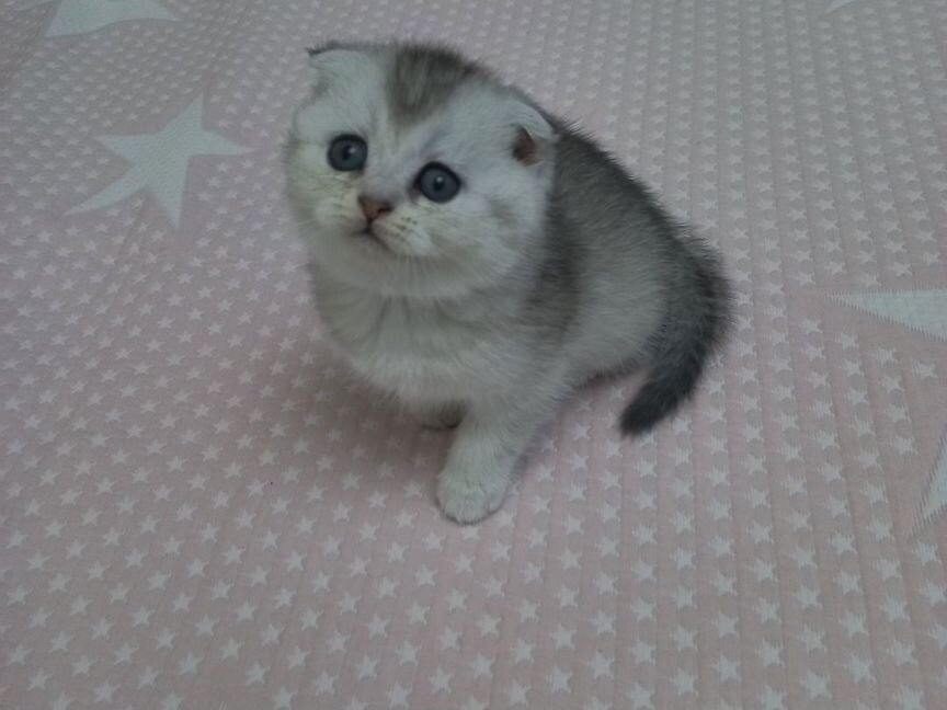 Шотландская кошечка