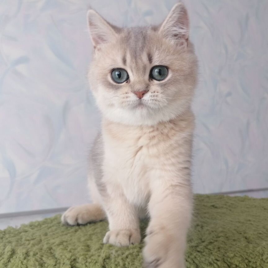 Золотая шиншила