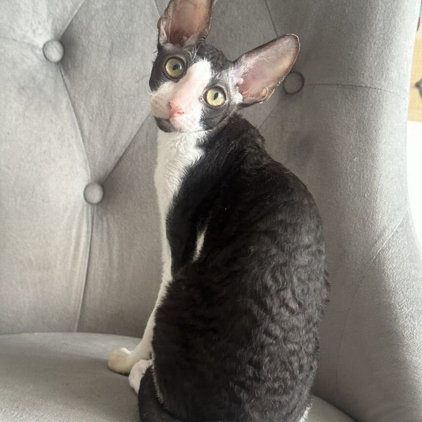Котенок корниш-рекс