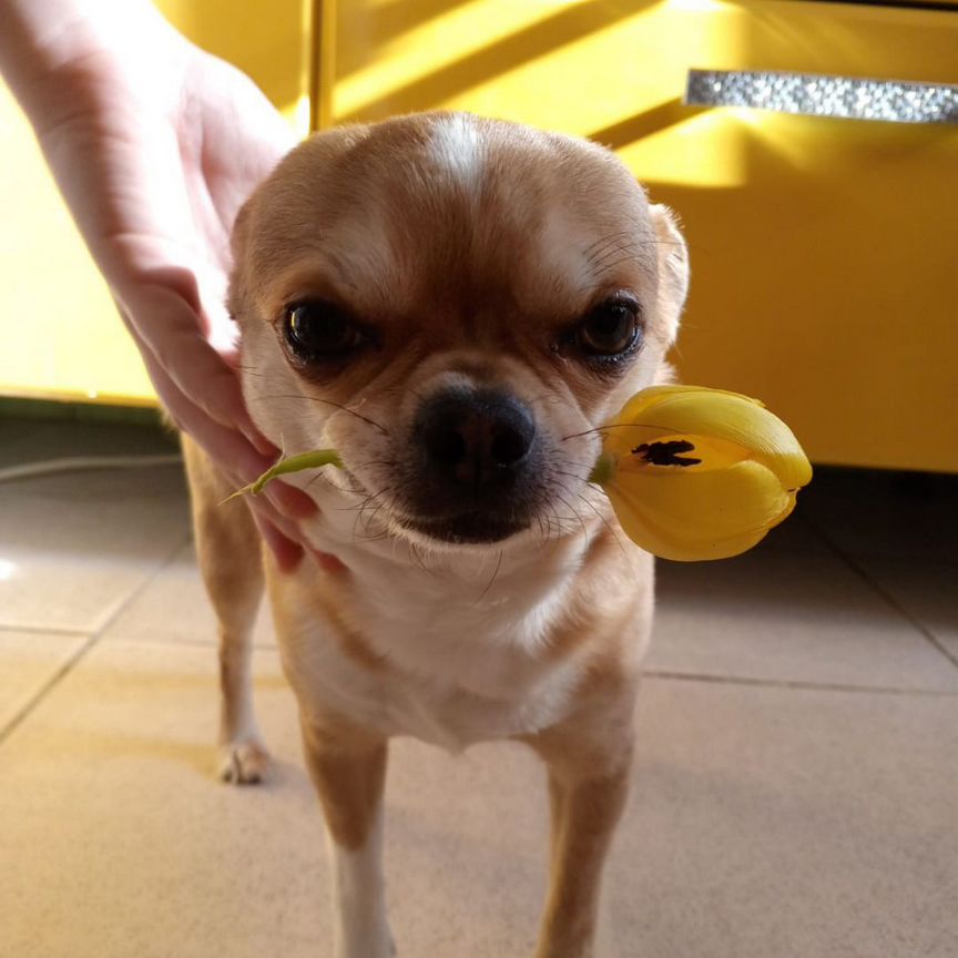 Мальчик Чихуахуа