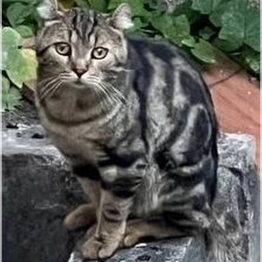 Кота выкинули. Передержка или дом