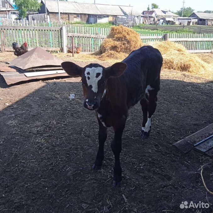 Телочка 1 месяц