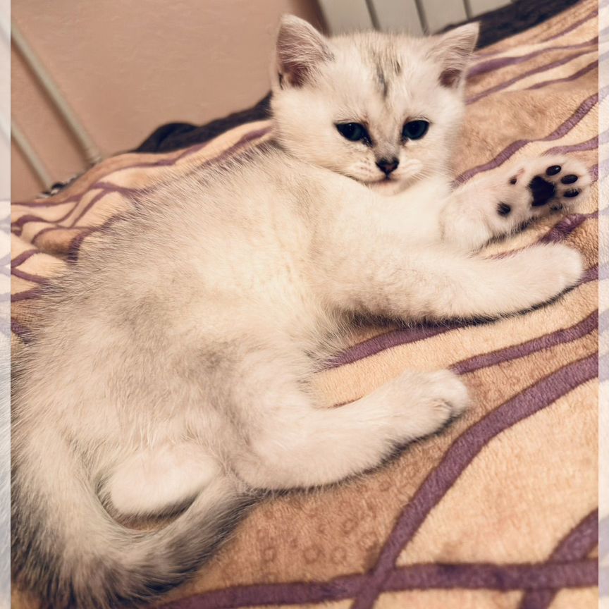 Британский короткошёрстный котёнок